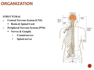 Human Anatomy of the Spinal Cord presentation.ppt