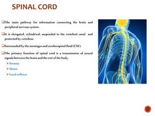 Human Anatomy of the Spinal Cord presentation.ppt