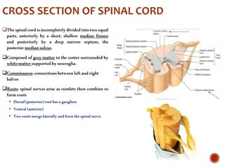 Human Anatomy of the Spinal Cord presentation.ppt