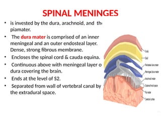 ANATOMY OF THE SPINAL CORD in detail.pptx