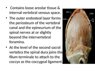 ANATOMY OF THE SPINAL CORD in detail.pptx