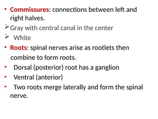 ANATOMY OF THE SPINAL CORD in detail.pptx