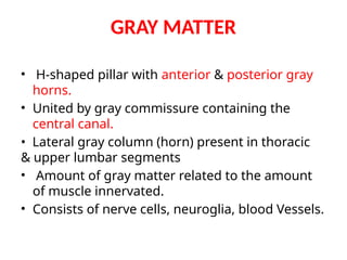 ANATOMY OF THE SPINAL CORD in detail.pptx