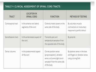 ANATOMY OF THE SPINAL CORD in detail.pptx