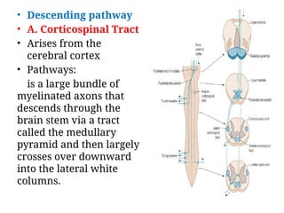 ANATOMY OF THE SPINAL CORD in detail.pptx