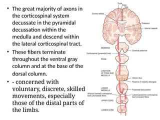ANATOMY OF THE SPINAL CORD in detail.pptx