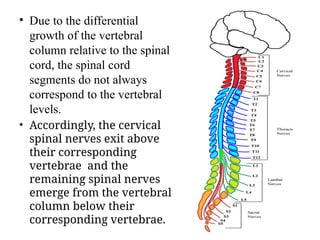 ANATOMY OF THE SPINAL CORD in detail.pptx