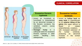Anatomy of The Spine (1).pptx