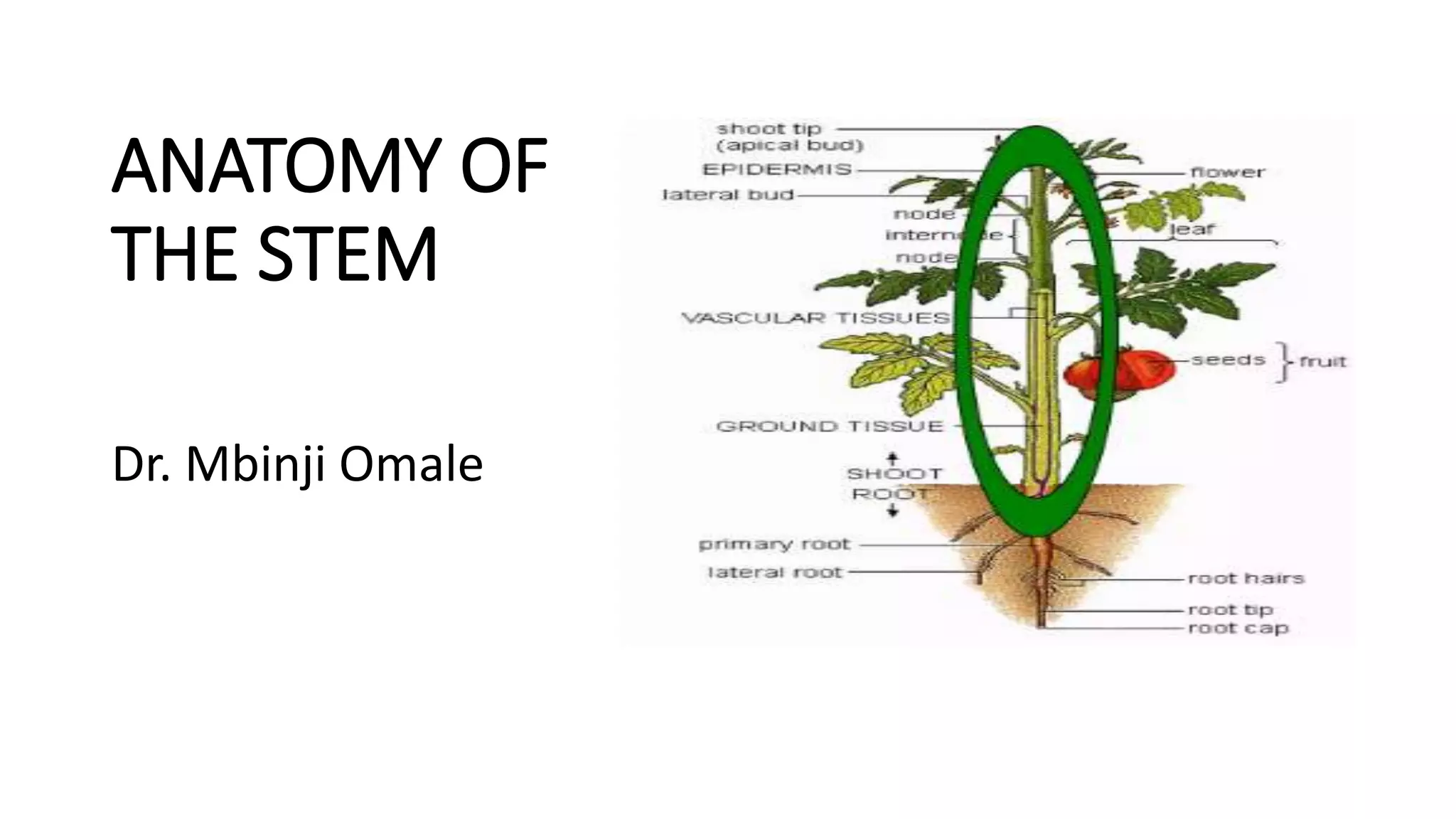ANATOMY OF THE STEM.pptx