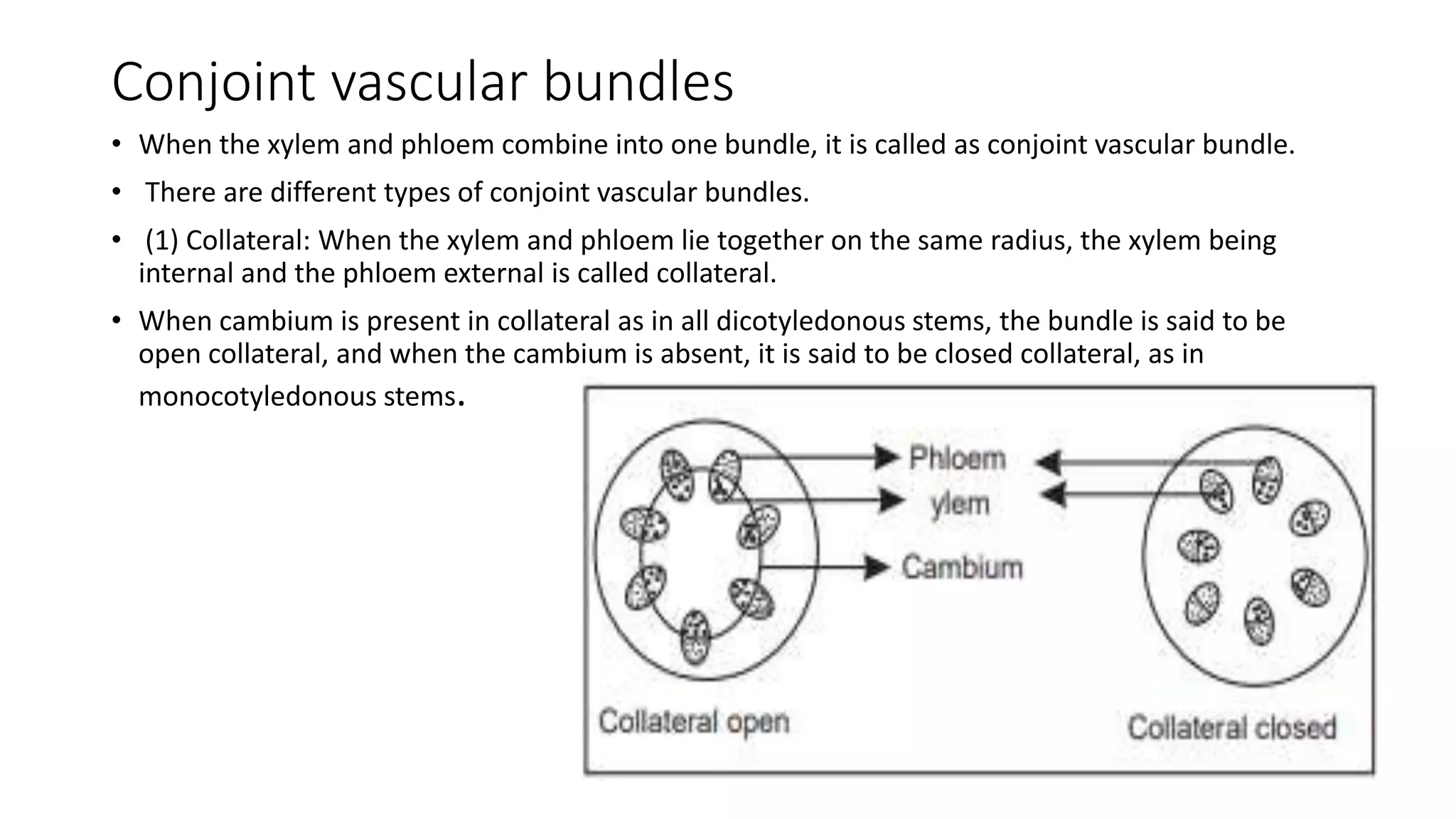 ANATOMY OF THE STEM.pptx
