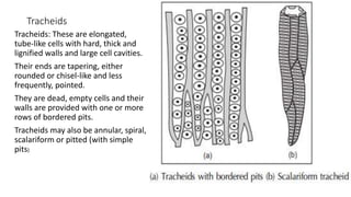 ANATOMY OF THE STEM.pptx