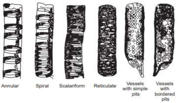 ANATOMY OF THE STEM.pptx