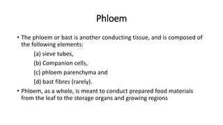 ANATOMY OF THE STEM.pptx