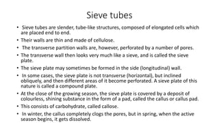 ANATOMY OF THE STEM.pptx