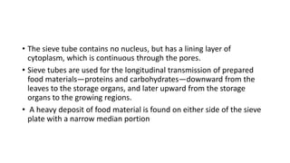 ANATOMY OF THE STEM.pptx