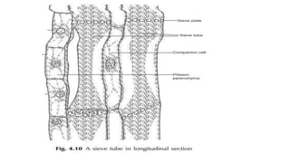 ANATOMY OF THE STEM.pptx