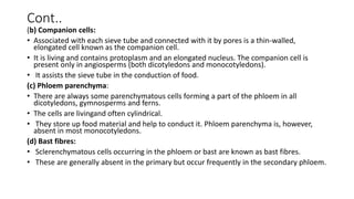 ANATOMY OF THE STEM.pptx