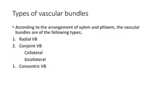ANATOMY OF THE STEM.pptx