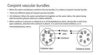 ANATOMY OF THE STEM.pptx
