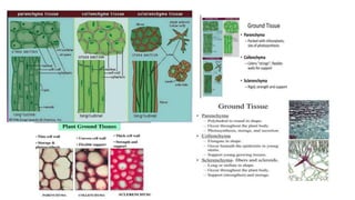 ANATOMY OF THE STEM.pptx