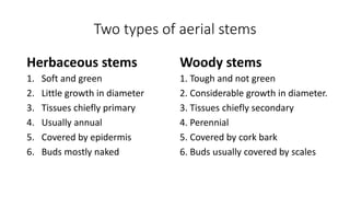ANATOMY OF THE STEM.pptx