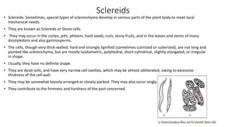 ANATOMY OF THE STEM.pptx