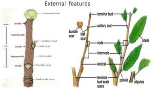 ANATOMY OF THE STEM.pptx