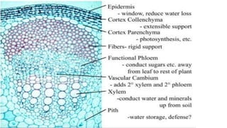 ANATOMY OF THE STEM.pptx