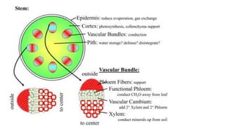 ANATOMY OF THE STEM.pptx