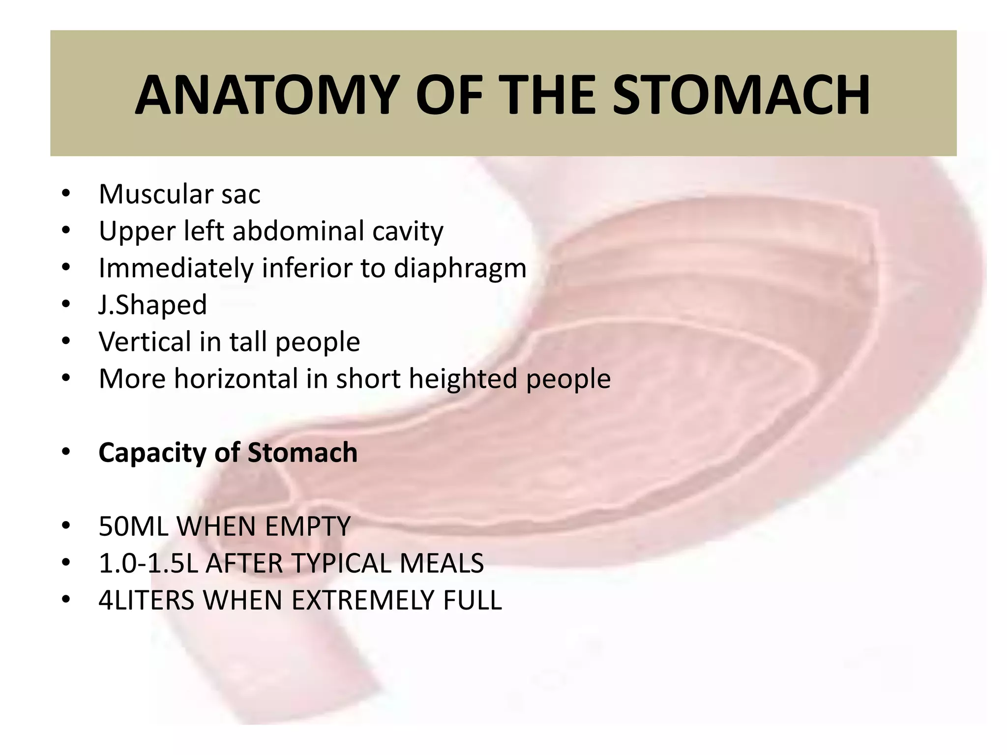 Anatomy of the stomach | PPTX