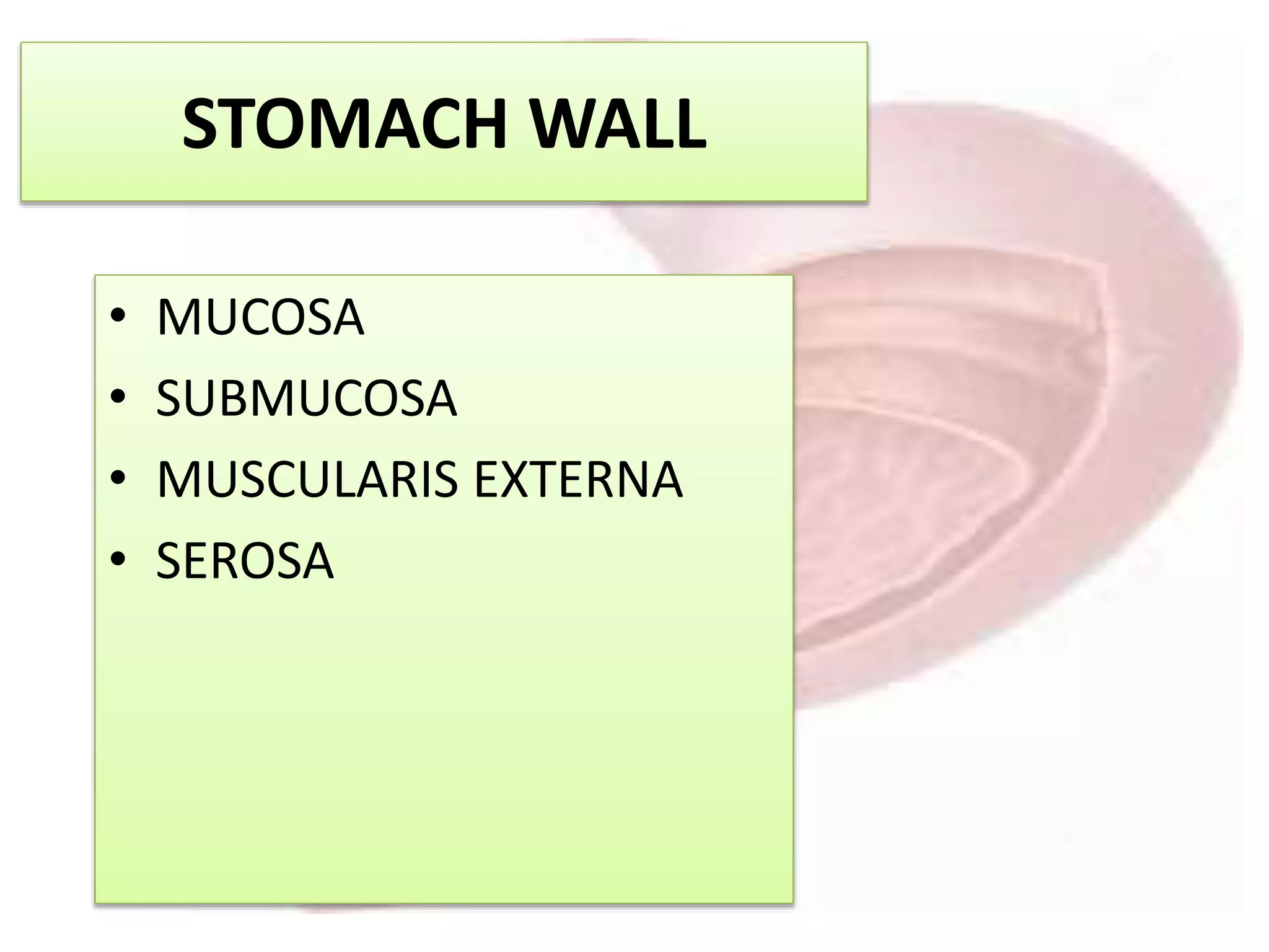 Anatomy of the stomach | PPTX