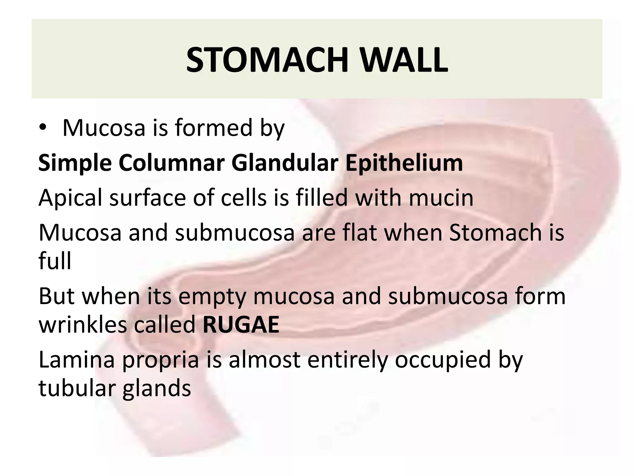 Anatomy of the stomach | PPTX