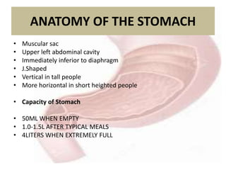 Anatomy of the stomach | PPTX