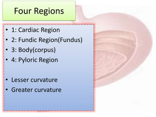 Anatomy of the stomach | PPTX