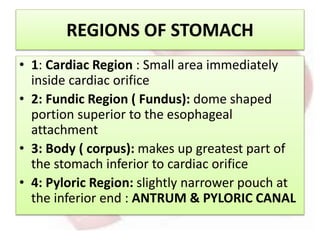 Anatomy of the stomach | PPTX