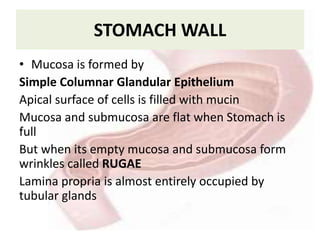 Anatomy of the stomach | PPTX