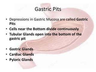 Anatomy of the stomach | PPTX