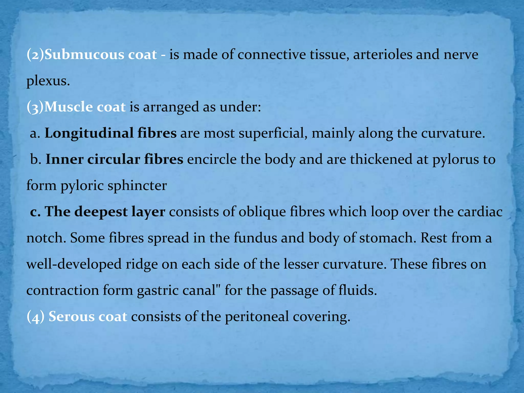 Anatomy of the stomach | PPTX