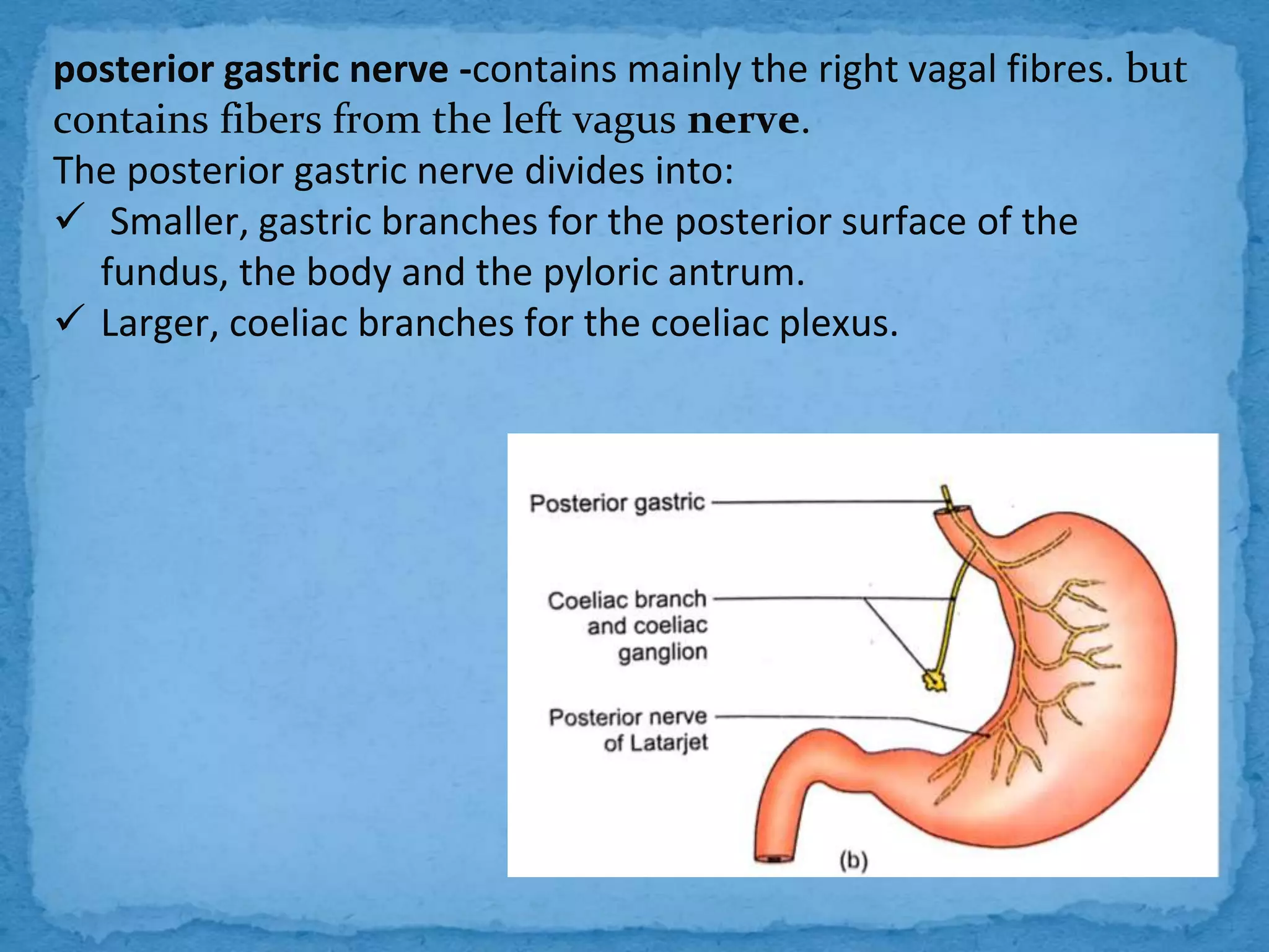 Anatomy of the stomach | PPTX