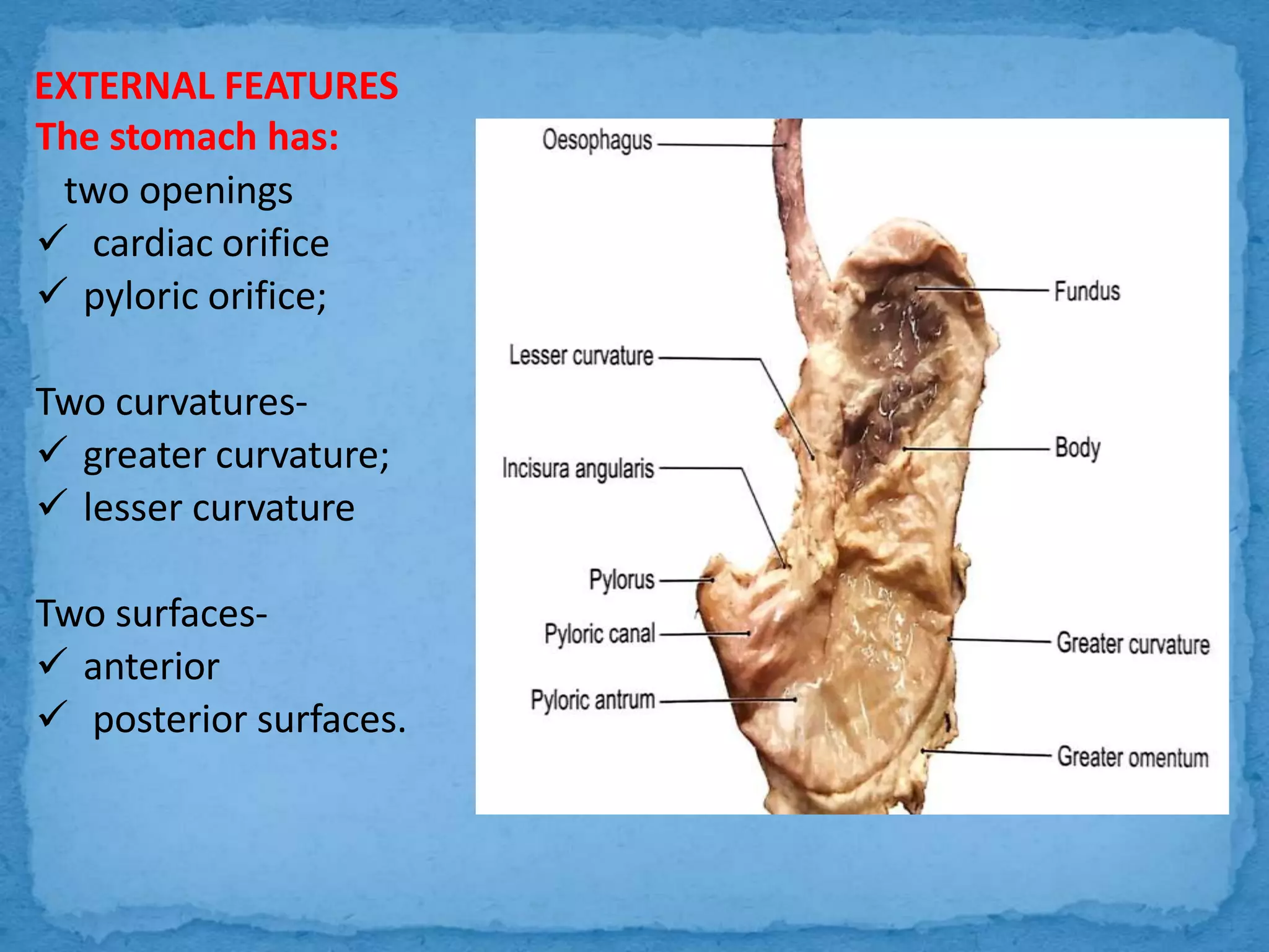 Anatomy of the stomach | PPTX