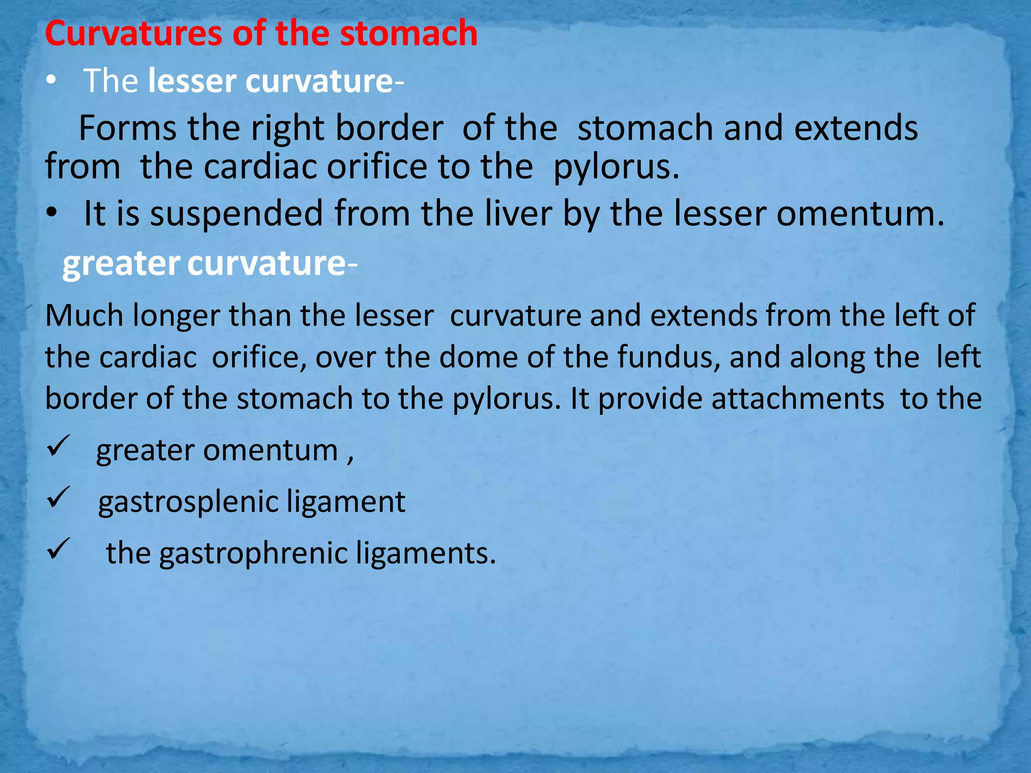 Anatomy of the stomach | PPTX