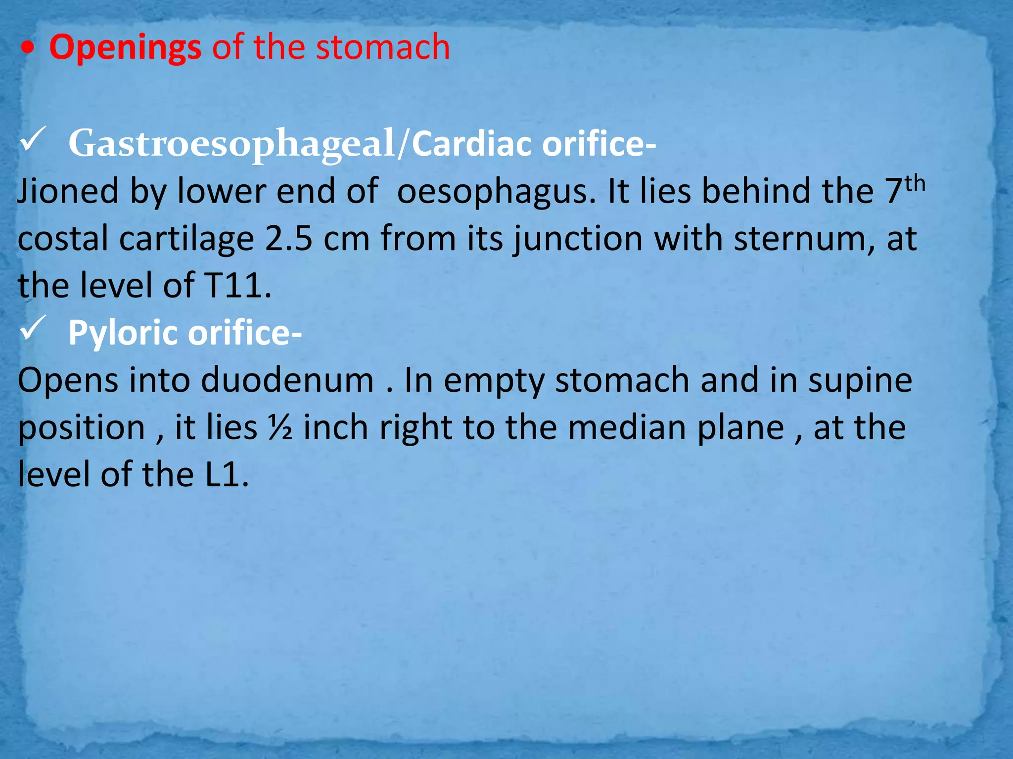 Anatomy of the stomach | PPTX