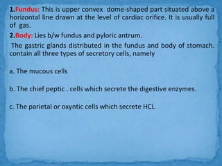 Anatomy of the stomach | PPTX