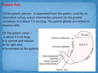 Anatomy of the stomach | PPTX