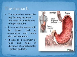 Anatomy of the stomach | PPTX