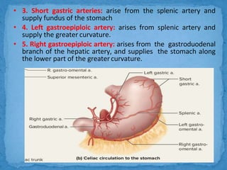 Anatomy of the stomach | PPTX