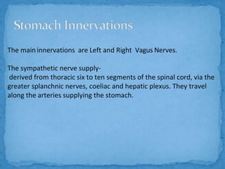Anatomy of the stomach | PPTX