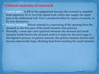 Anatomy of the stomach | PPTX