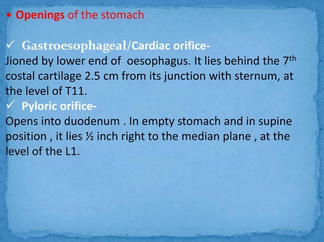 Anatomy of the stomach | PPTX | Pregnancy | Reproductive Health