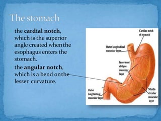Anatomy of the stomach | PPTX
